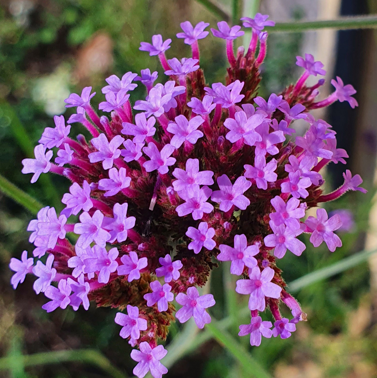 VERVAIN… vampires, myths and medicine – Nature's Grace